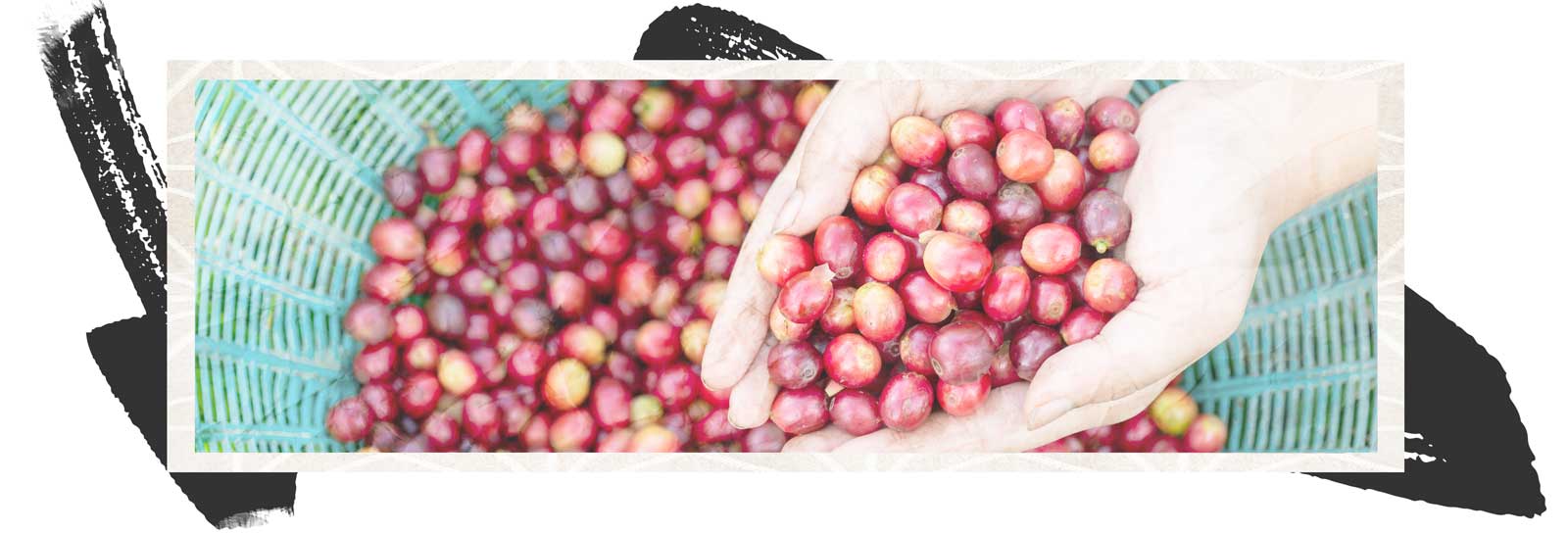 Buy Single Origin Coffee | Single Origin Kona Coffee | Seven Coffee ...